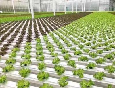 Cina Serra per la coltivazione di ortaggi con vibratore per la neve Restituzione entro 30 giorni in vendita