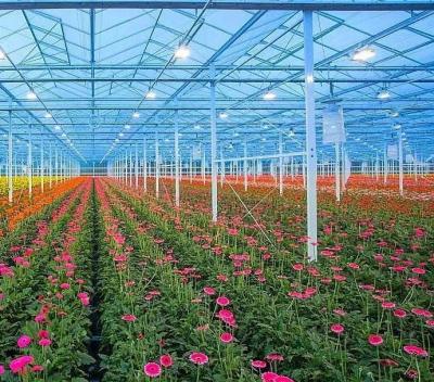 Cina Serra per la coltivazione di ortaggi con vibratore per la neve Restituzione entro 30 giorni in vendita