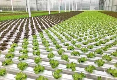 Cina Pagamento iniziale Vibratore per neve Serra per l'agricoltura Metodo di riscaldamento non riscaldato in vendita