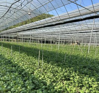 Cina Serra a pellicola multi-span per la coltivazione 20.000 kg Pacco Peso lordo Ritorni facili in vendita