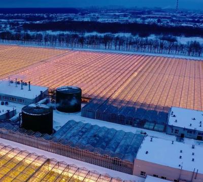 Cina Vibratore per neve per la coltivazione di pomodori da frutto in vendita