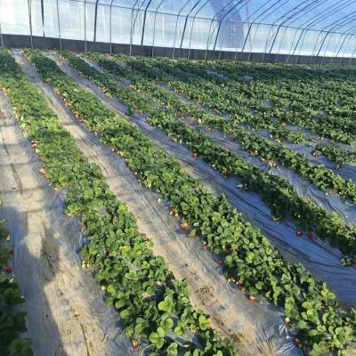 Commercial Multi-Span Greenhouse Tunnel with Plastic Film and Hydroponic Vegetables