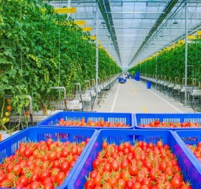 Cina Vibratore di neve personalizzato Serra per la piantagione di pomodori singolo o multi-Span grande in vendita