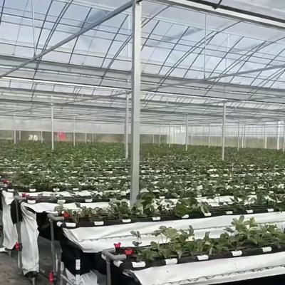 Cina Materiali da costruzione durevoli Serra a pellicola multi-span con struttura in acciaio in vendita
