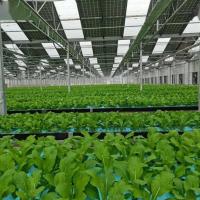 Quality Commercial Photovoltaic Greenhouses for sale