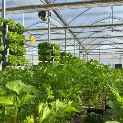 China EUA Estufa multi-espans com sistema de irrigação por gotejamento e pagamento inicial à venda