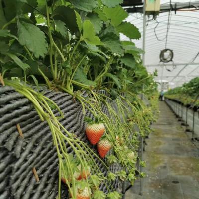 China EUA Estufa multi-espans com sistema de irrigação por gotejamento e pagamento inicial à venda