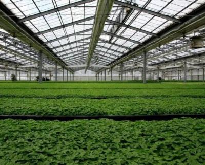 Cina Materiali da costruzione Struttura in acciaio Arco multi-span Serre fotovoltaiche in vendita