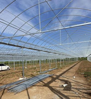 Cina Soluzione di rendimento in serra multi-span personalizzata per la produzione vegetale idroponica in vendita