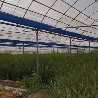 Cina Soluzione di rendimento in serra multi-span personalizzata per la produzione vegetale idroponica in vendita