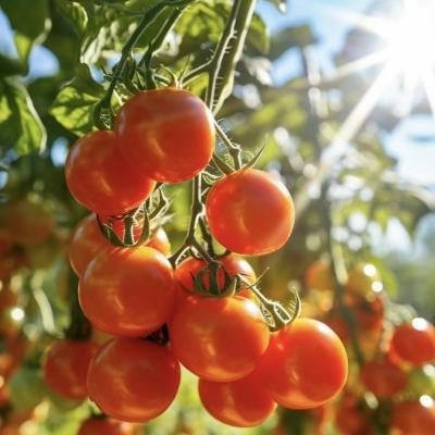 Cina Soluzione di rendimento in serra multi-span personalizzata per la produzione vegetale idroponica in vendita