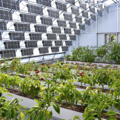 Cina Conservazione del calore da serra con pannelli fotovoltaici e di grande capacità di stoccaggio in vendita