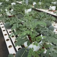 China Multi-Span Greenhouse for Vegetable Production US 20/Square Meter Min. Order Samples for sale