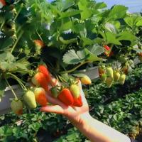China Multi-Span Greenhouse for Vegetable Production US 20/Square Meter Min. Order Samples for sale