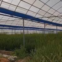 China Multi-Span Greenhouse for Vegetable Production US 20/Square Meter Min. Order Samples for sale