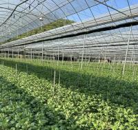 China Multi-Span Greenhouse for Vegetable Production US 20/Square Meter Min. Order Samples for sale