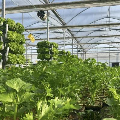 China Vegetable Production Po Film Greenhouse with Shading System and 30 Days Return refunds for sale