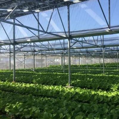 Cina Serre fotovoltaiche commerciali innovative a una o più distanze per una crescita sostenibile in vendita