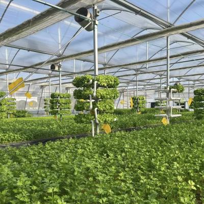 Cina Serra per produzione di ortaggi Po film con sistema di tubi d'acqua e basso costo di spedizione in vendita
