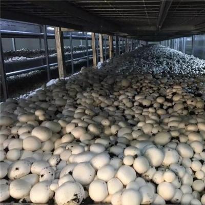 Cina Contenitore di spedizione serra per la coltivazione di funghi in progettazione intelligente JX-CG-0001 in vendita