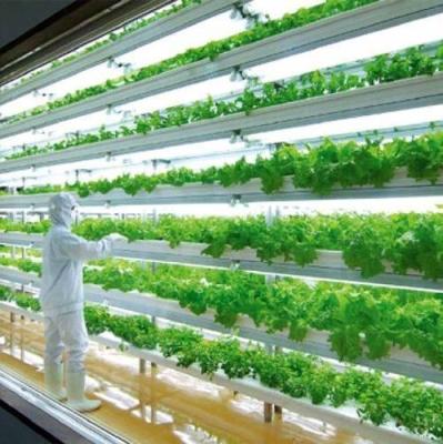 Cina Contenitore di spedizione serra per la coltivazione di funghi in progettazione intelligente JX-CG-0001 in vendita
