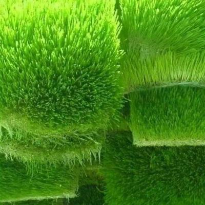 Cina Foraggio in contenitore multifunzionale per la coltivazione a doppio strato di fiori/verdure/sementi in vendita