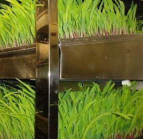Cina Foraggio in contenitore multifunzionale per la coltivazione a doppio strato di fiori/verdure/sementi in vendita
