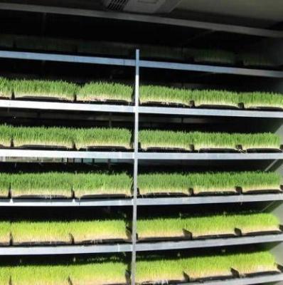 Cina Foraggio in contenitore multifunzionale per la coltivazione a doppio strato di fiori/verdure/sementi in vendita