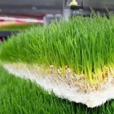 Cina Foraggio in contenitore multifunzionale per la coltivazione a doppio strato di fiori/verdure/sementi in vendita