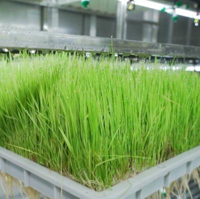 Cina Foraggio in contenitore multifunzionale per la coltivazione a doppio strato di fiori/verdure/sementi in vendita