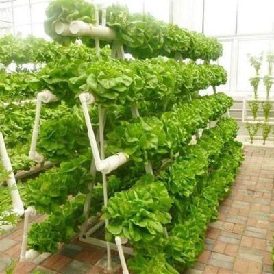 China Estrutura de aço Container de agricultura vertical Estufas com sistema hidropónico multi-span à venda