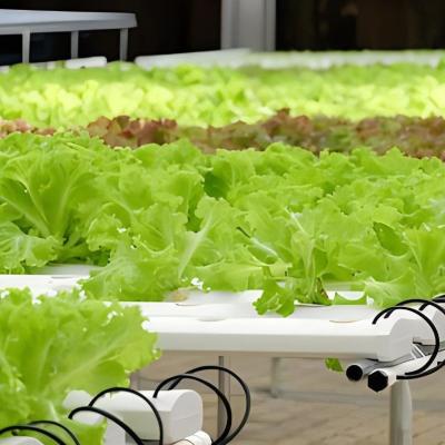 China Estrutura de aço Container de agricultura vertical Estufas com sistema hidropónico multi-span à venda