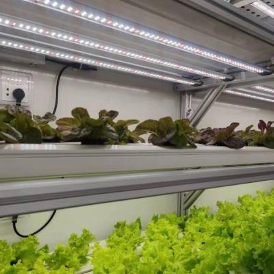 China Estrutura de aço Container de agricultura vertical Estufas com sistema hidropónico multi-span à venda