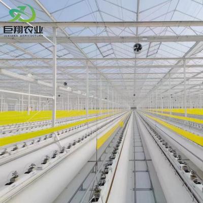 China Estrutura de aço Container de agricultura vertical Estufas com sistema hidropónico multi-span à venda