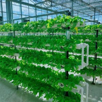 China Estrutura de aço Container de agricultura vertical Estufas com sistema hidropónico multi-span à venda