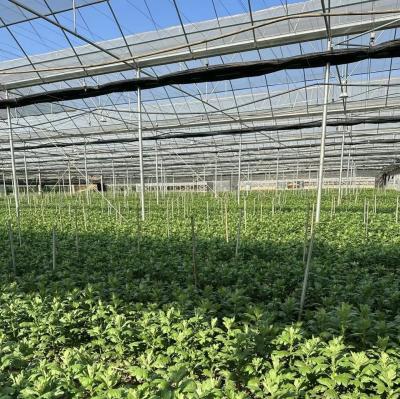 Cina Serra a pellicola multi-span per la piantagione di erba e fiori in vendita