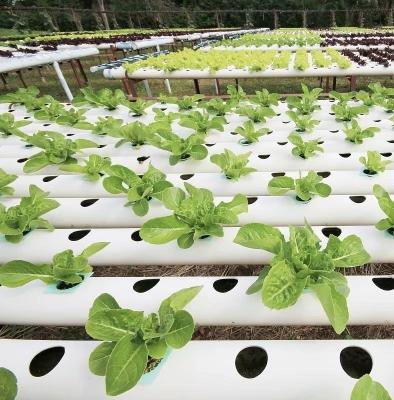 Cina Serra a pellicola multi-span per la piantagione di erba e fiori in vendita