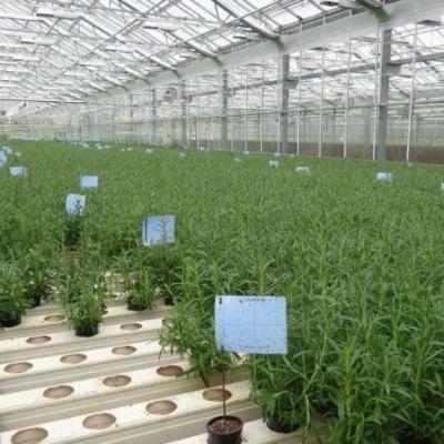 Cina Serra con contenitore verticale di coltivazione a lunghezza superiore con sistema di coltura del substrato in vendita