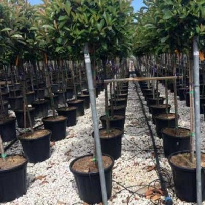 Cina Serra con contenitore verticale di coltivazione a lunghezza superiore con sistema di coltura del substrato in vendita