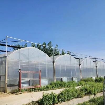 Cina US Cocopeat suolo per la coltivazione di ortaggi in agricoltura sostenibile in serra commerciale in vendita