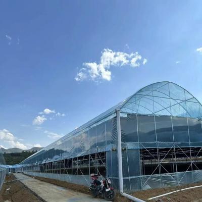 Cina US Cocopeat suolo per la coltivazione di ortaggi in agricoltura sostenibile in serra commerciale in vendita