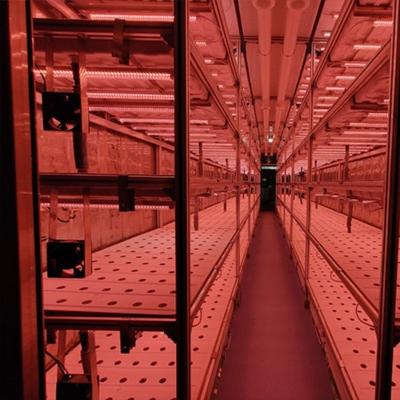 中国 多スパン農業温室 40フィートコンテナ 水育垂直農業システム 販売のため