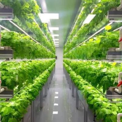 中国 多スパン農業温室 40フィートコンテナ 水育垂直農業システム 販売のため