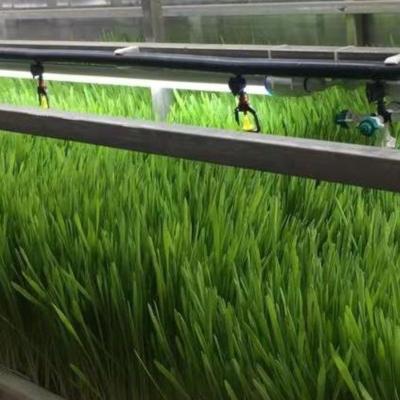 中国 タイプ インテリジェント制御 農業 要求に応じた水培容器農場 販売のため