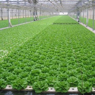 中国 多スパン湿度制御フィルム 野菜の温室 野菜の成長を最適化 販売のため
