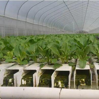 中国 多スパン湿度制御フィルム 野菜の温室 野菜の成長を最適化 販売のため