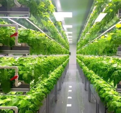 中国 多スパン湿度制御フィルム 野菜の温室 野菜の成長を最適化 販売のため