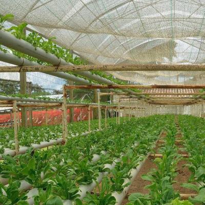 0.15/0.20mm Po/PE Film Covered Multi Span Greenhouse Temporary Heating