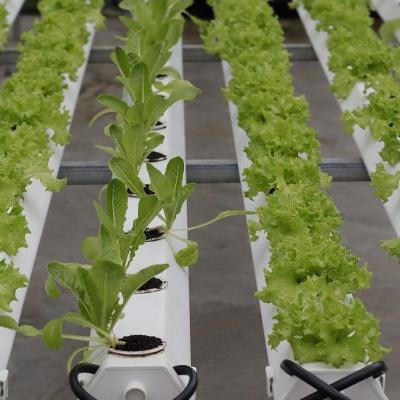 Cina Serra idroponica a pellicola Po/PE per verdure a doppio strato in vendita
