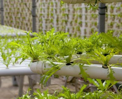 Cina Serra idroponica a pellicola Po/PE per verdure a doppio strato in vendita